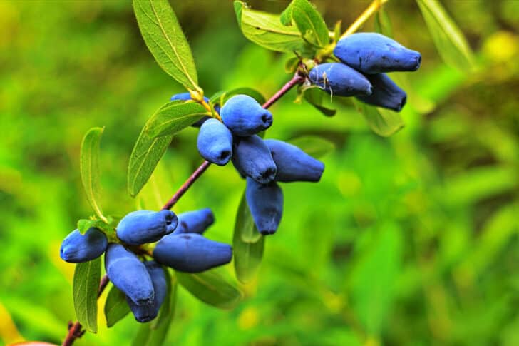 Growing Root Beer Plants: All About The Fragrant Hoja Santa