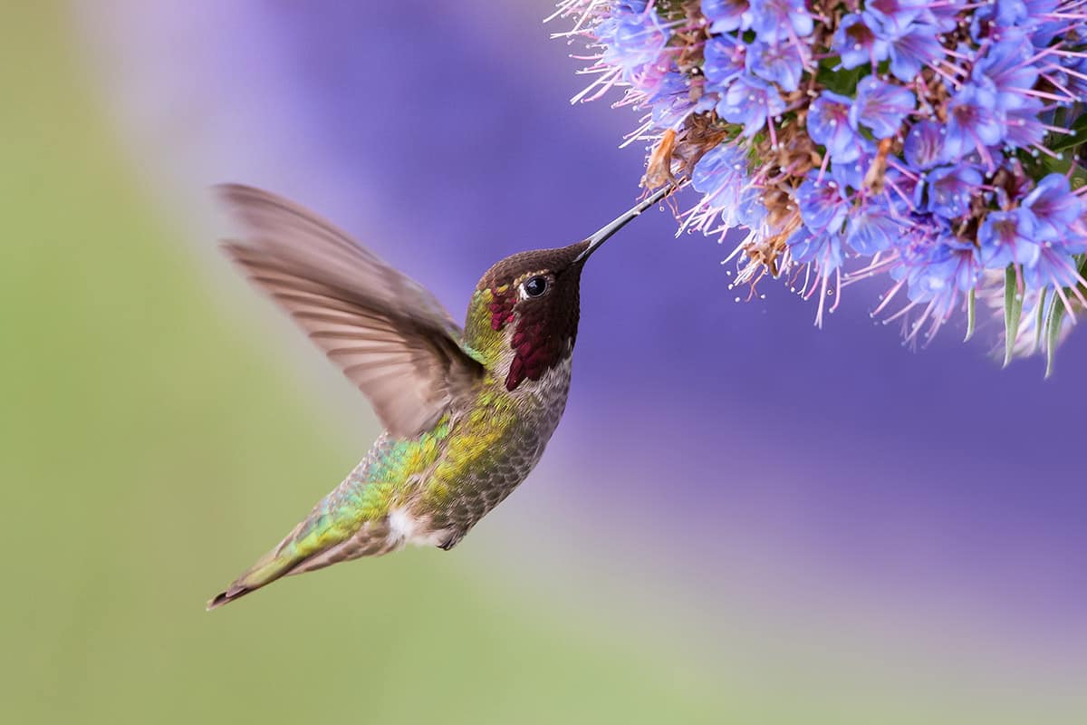 Birds That Eat Pests and How to Attract Them to Your Garden