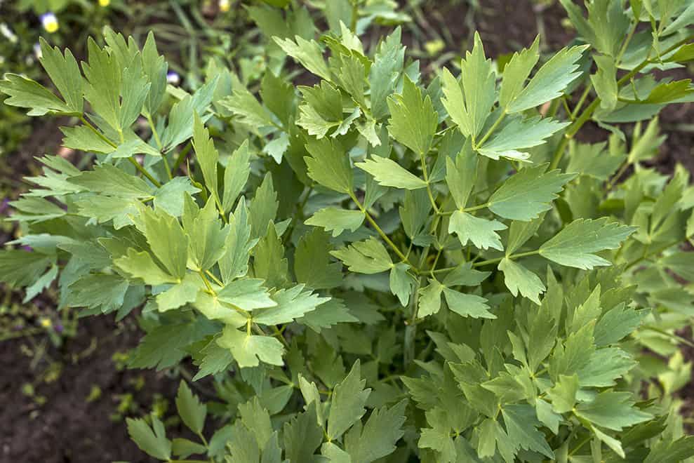 15 Unusual Herbs to Liven Up Your Garden and Kitchen