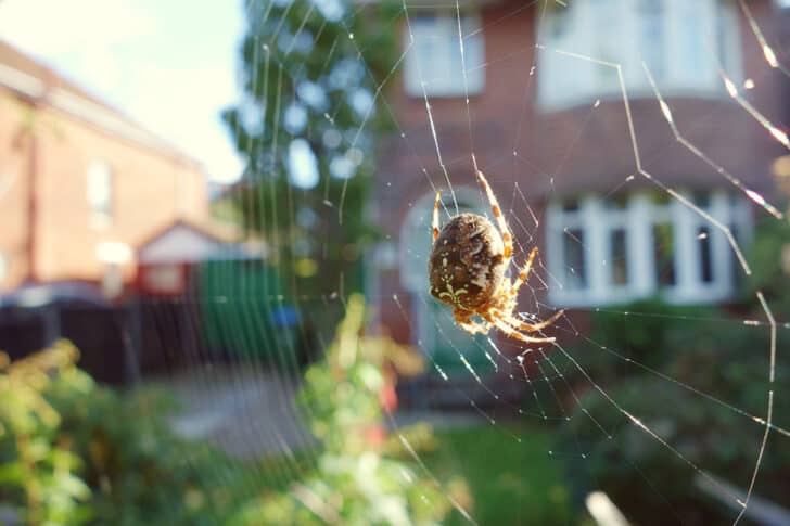 Are Spiders in the Garden Good or Bad?