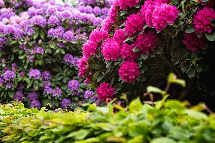 25 Wind Resistant Plants for Your Garden