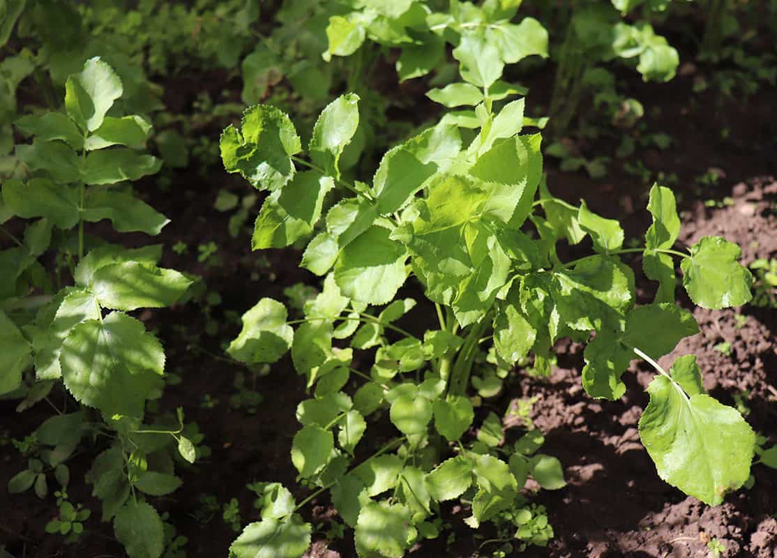 25 Medieval Vegetables and Herbs to Try Growing