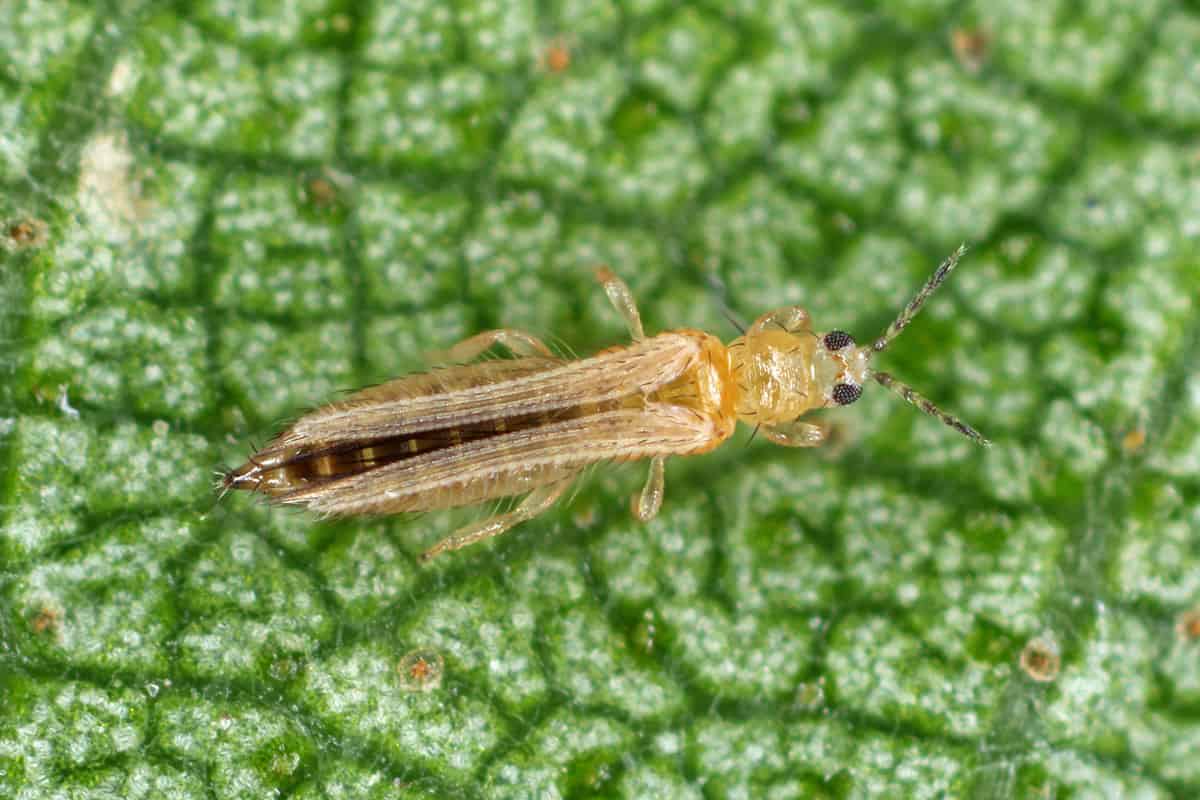 How to Deal With a Thrips Infestation in Your Garden