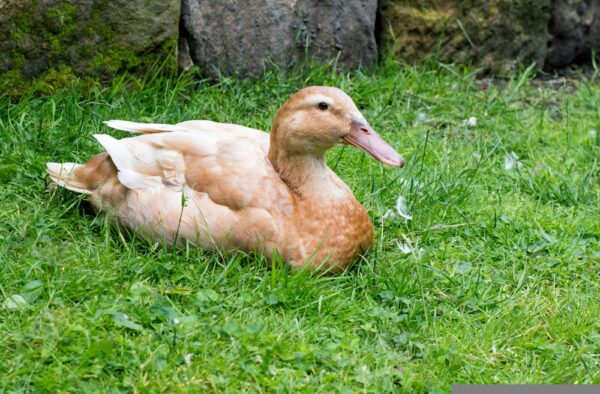 Buff Orpington Duck: A Well Rounded Dual-Purpose Breed