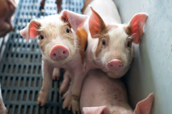 Greasy Pig: What Is It and Tips To Prevent and Treat This Swine Disease
