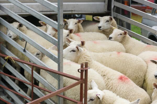 How to Prevent and Treat Life-Threatening Bloat in Sheep