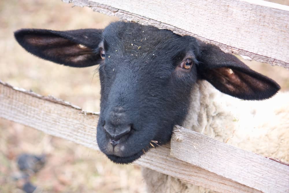 Romanov Sheep: Is This Short-Tailed Breed Suitable For My Farm?