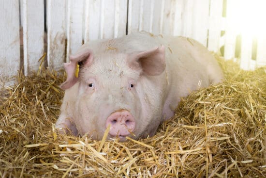 Yorkshire Pig: Are These Big, Friendly Pigs Right for Your Farm?