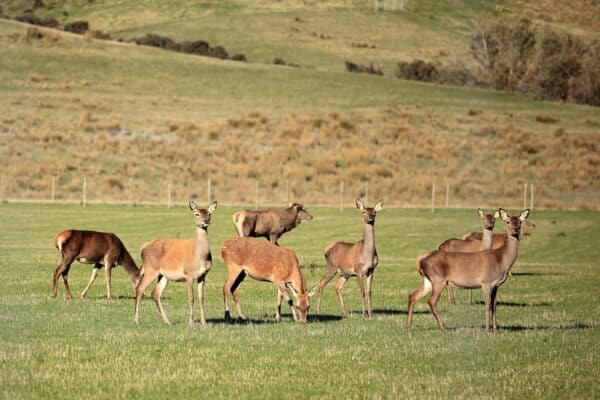 Deer Farming: The Complete Guide to Raising Deer for Meat