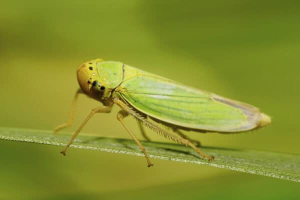Leafhoppers: How to Deal With These Prolific Garden Pests