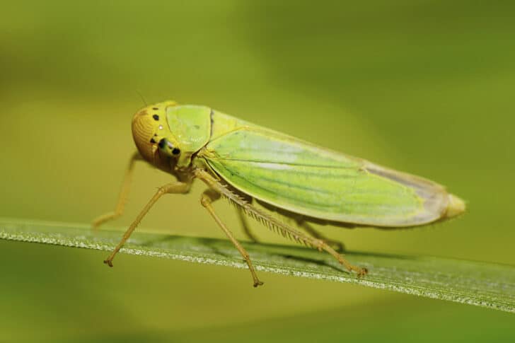 Leafhoppers: How to Deal With These Prolific Garden Pests