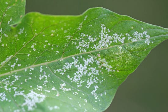 Leafhoppers: How to Deal With These Prolific Garden Pests