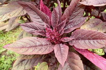 Everything You Need to Know About Growing Orach