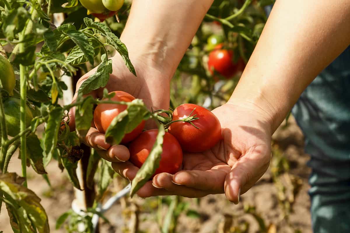 3 Ways to Tell Tomatoes Are Ripe If You're Red-Green Color-Blind