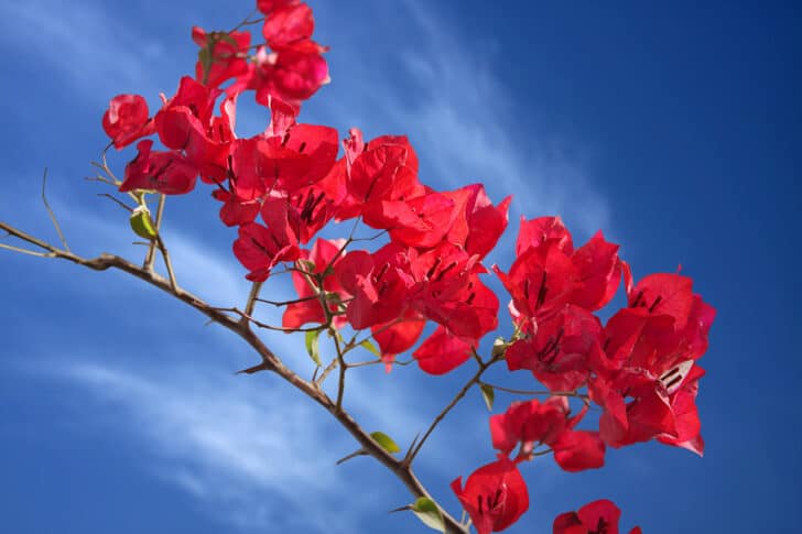 21 Best Defensive Plants to Keep Your Home and Garden Safe