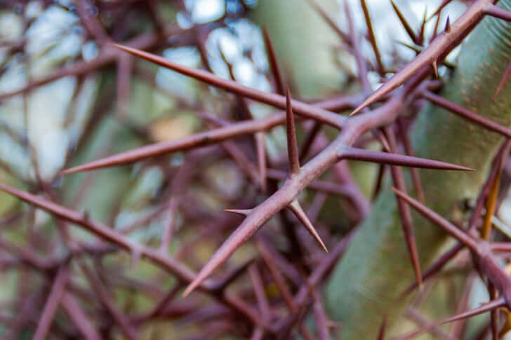 21 Best Defensive Plants to Keep Your Home and Garden Safe