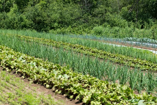 Perennial Food Gardening Methods - What Are the Differences?
