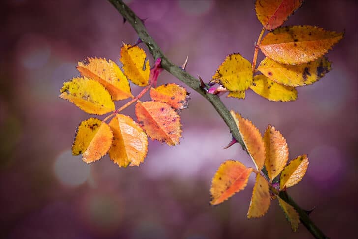 21 Best Defensive Plants to Keep Your Home and Garden Safe