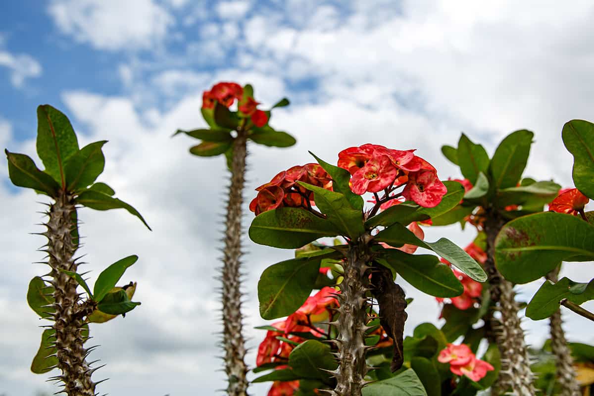 21 Best Defensive Plants to Keep Your Home and Garden Safe