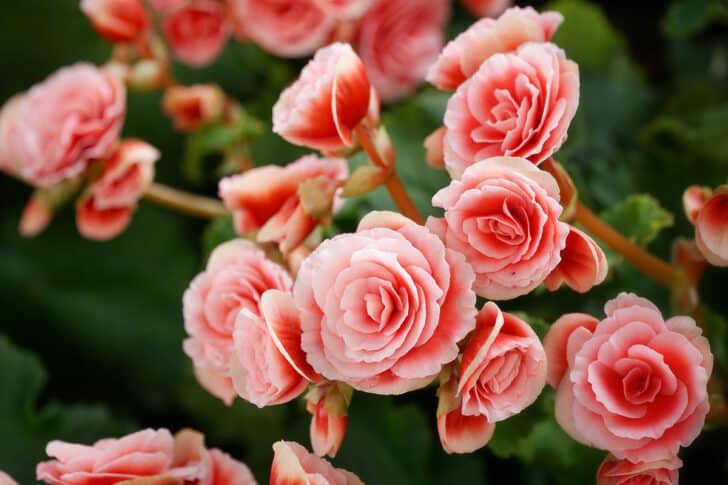 Growing Heartnut Trees: How to Plant and Raise Heartnuts