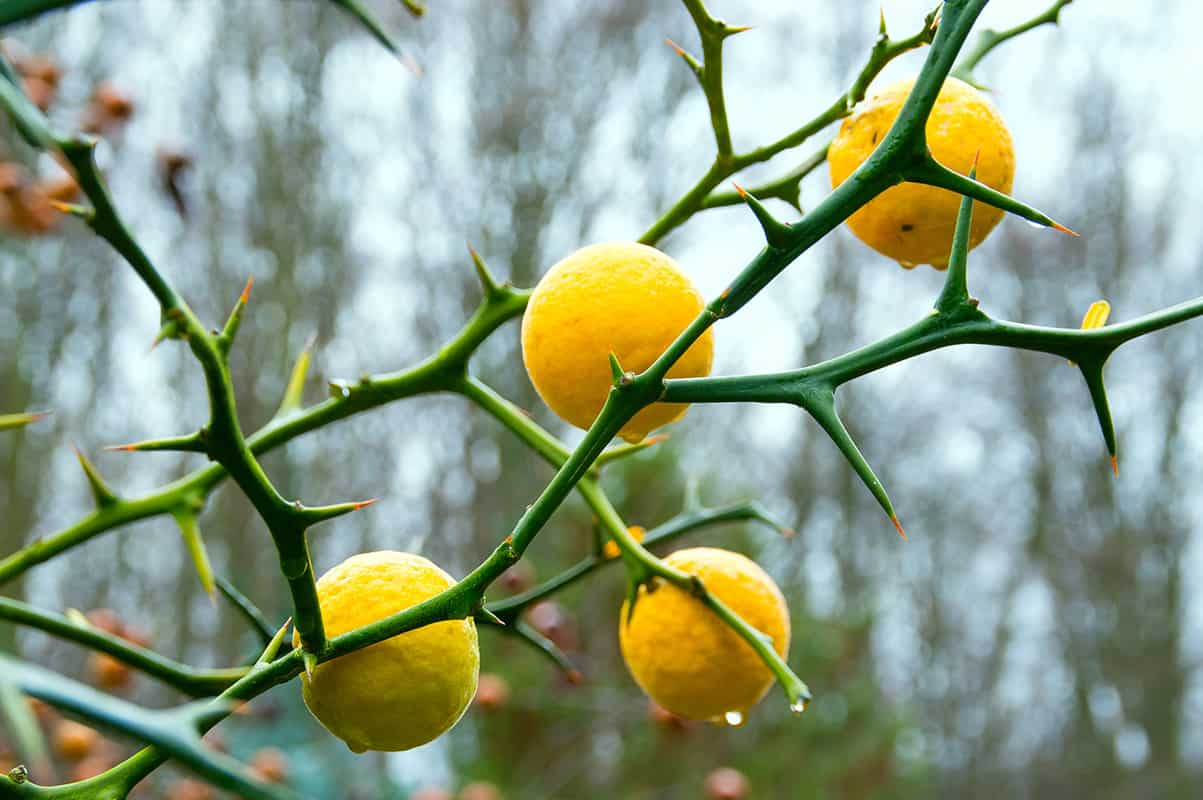 21 Best Defensive Plants to Keep Your Home and Garden Safe