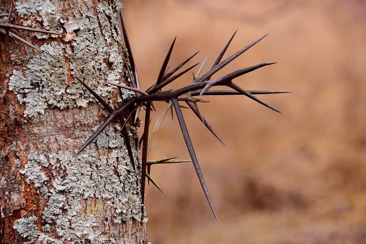 21 Best Defensive Plants to Keep Your Home and Garden Safe