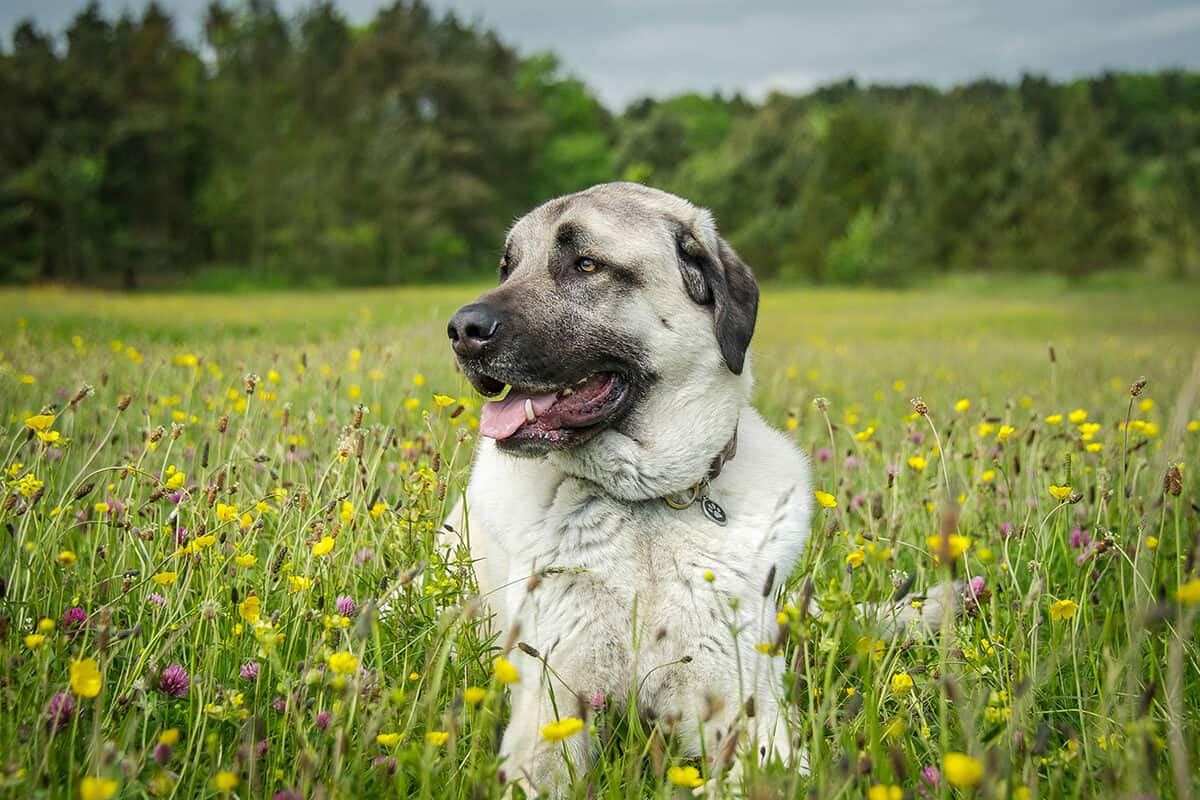 Meet the Anatolian Shepherd: The Perfect Homestead Guardian