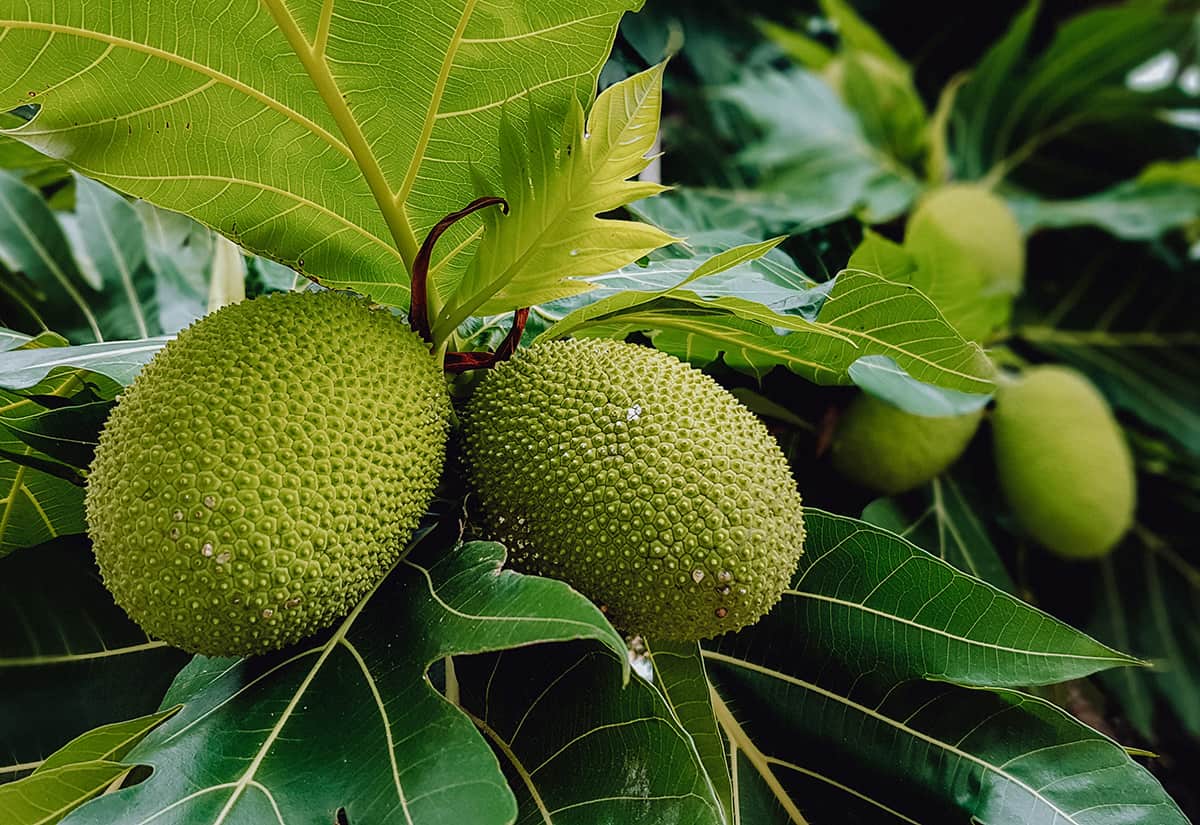Growing Breadfruit Tree Best Varieties Planting Guide Care Problems Growing Breadfruit Tree Best Varieties Planting Guide Care Problems