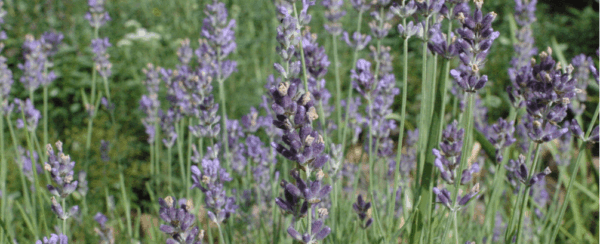 The Complete Guide to Control Gophers in the Garden