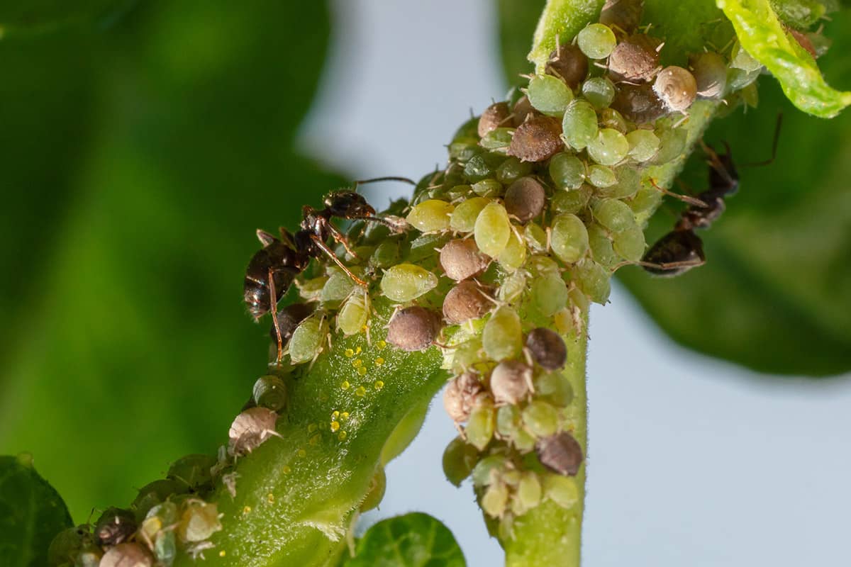 Growing Coffeeberries: How to Plant and Care For These Multi-Purpose Gems