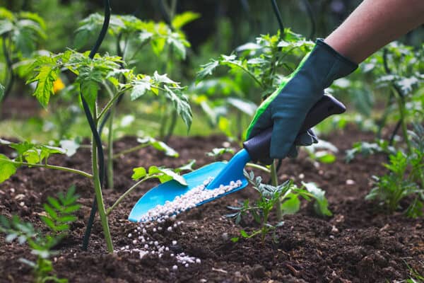 What is Foliar Feeding, and How Does it Work?