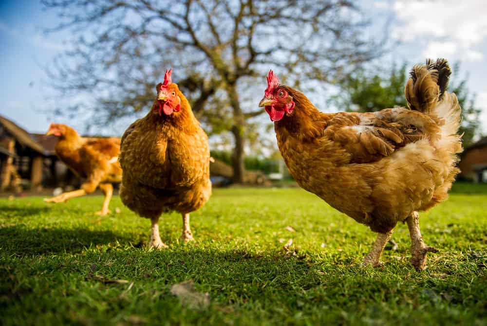 What Are Vegetarian-Fed Chickens and What's the Deal with Them?