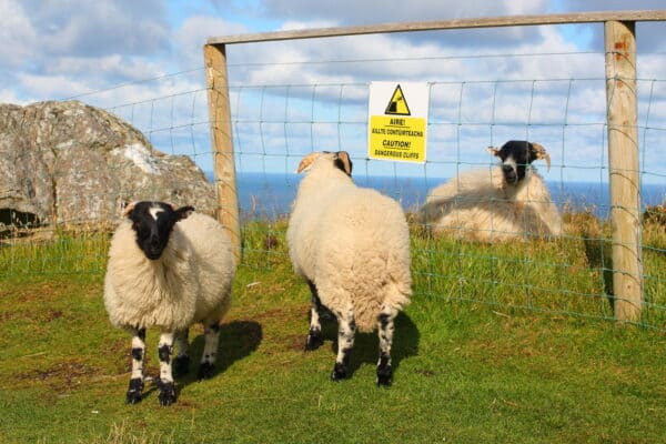 Footrot in Sheep: Causes, Symptoms, Prevention, and Treatment