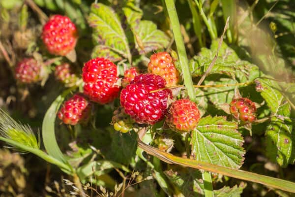 15 Berries You Can Forage For in the Wild