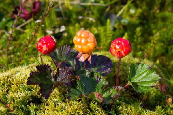 Growing Cloudberries: Everything You Need To Know to Grow This Rare Berry