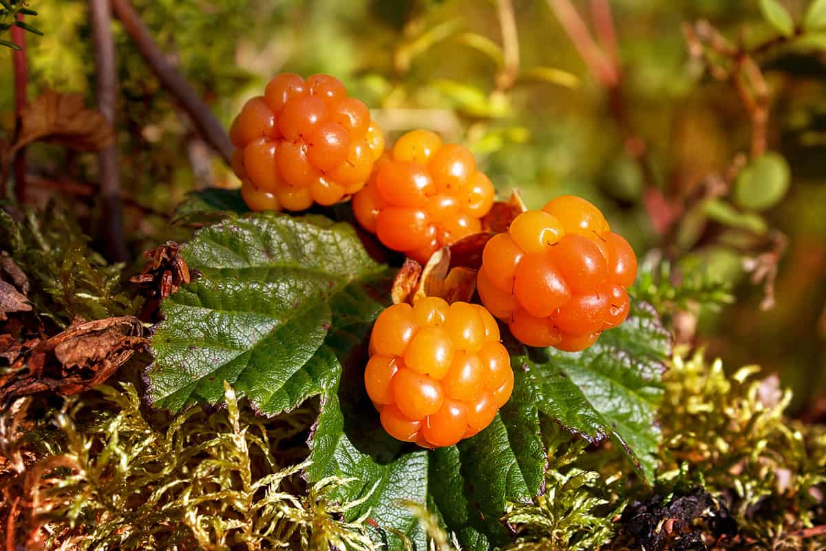 15 Berries You Can Forage For in the Wild
