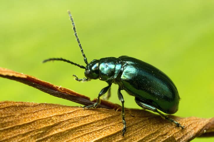 Why Are My Carrots Dying? Common Carrot Plant Pests and Diseases