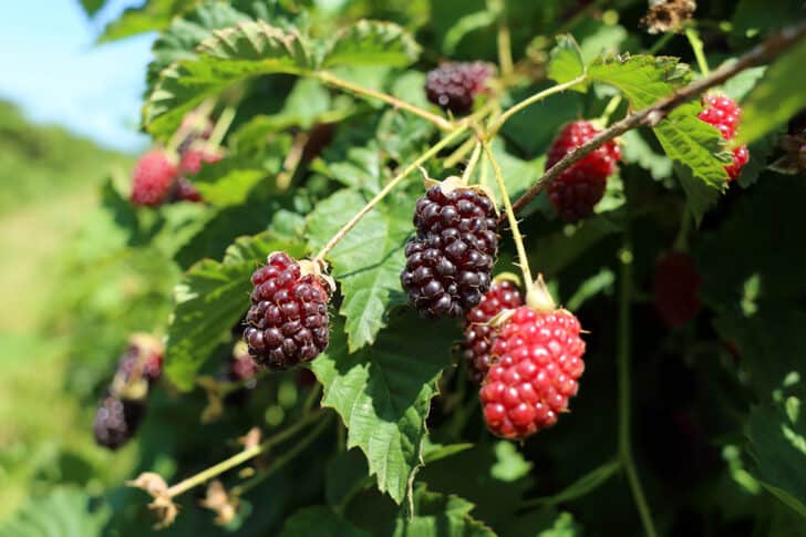 Growing Root Beer Plants: All About The Fragrant Hoja Santa