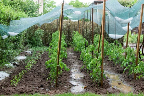 3 Reliable Hail Protection Options for Your Garden