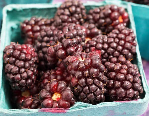 How to Grow Boysenberries Plant in Your Garden