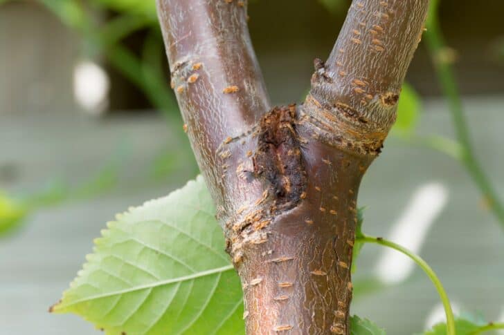 Bacterial Canker Signs, Treatment, and Control Methods