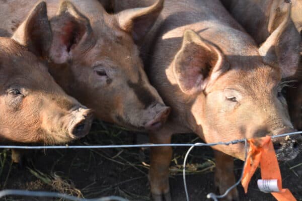 Duroc Pig: Is This Hardy and Fast-Growing Pig Right for You?