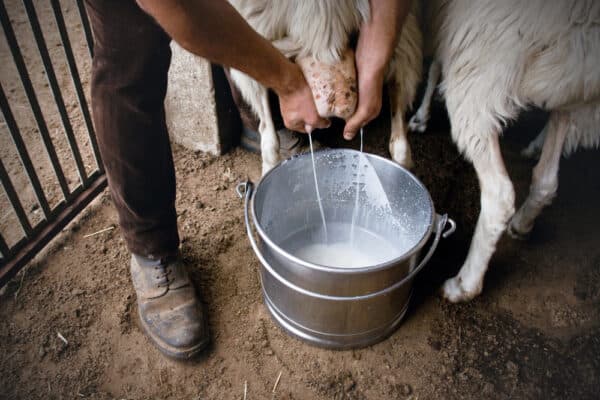 How to Raise Dairy Sheep and Some Tips to Get You Started