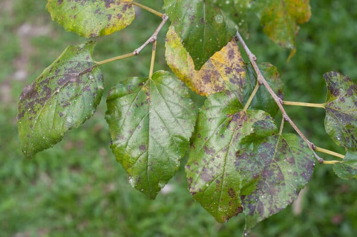 What Is Septoria Leaf Spot and How To Prevent & Treat It