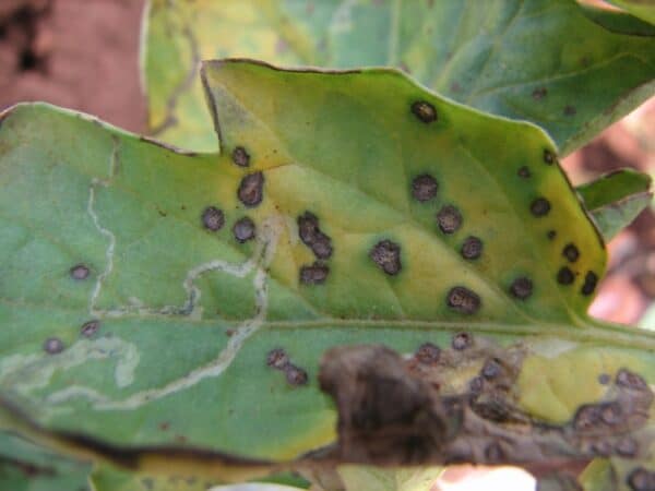 What Is Septoria Leaf Spot and How To Prevent & Treat It