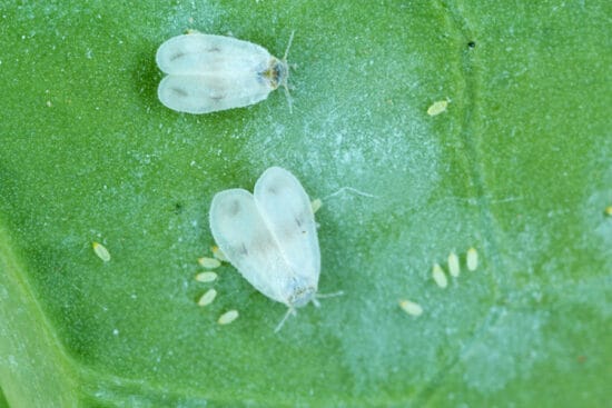 How to Vanquish 22 Pernicious Okra Pests and Diseases
