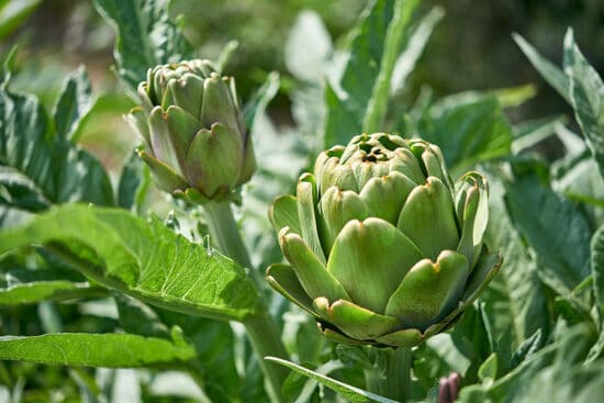 40 Calcium-Rich Plants You Can Grow at Home