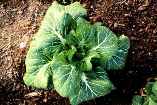 40 Calcium-Rich Plants You Can Grow at Home