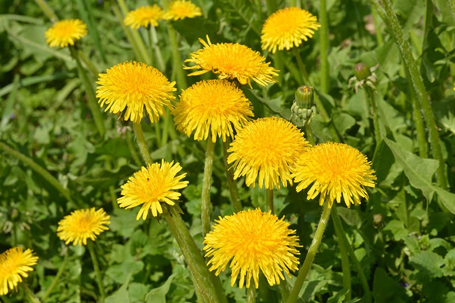 40 Calcium-Rich Plants You Can Grow at Home
