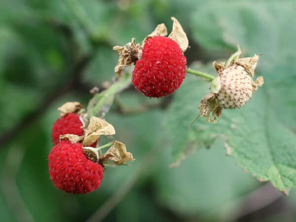 Growing Thimbleberries: How to Make This Native Treat Thrive